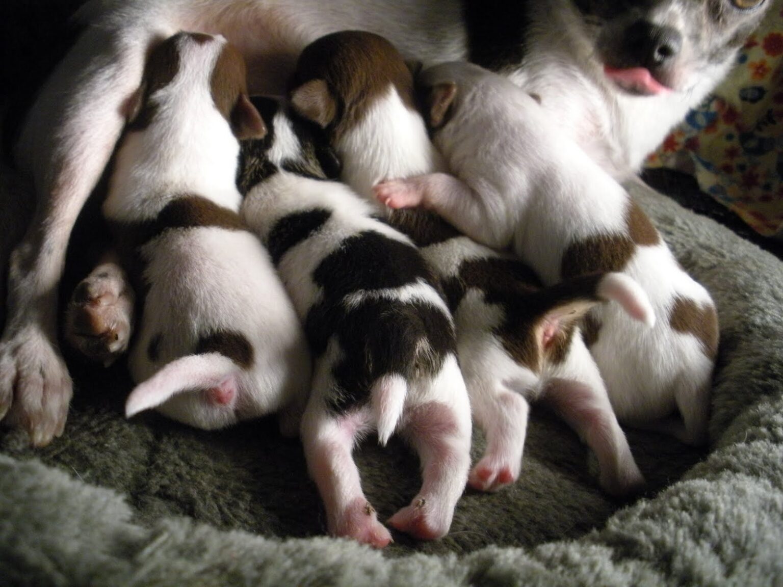 Chihuahua Puppy Training and Socialization – Opal Chihuahuas