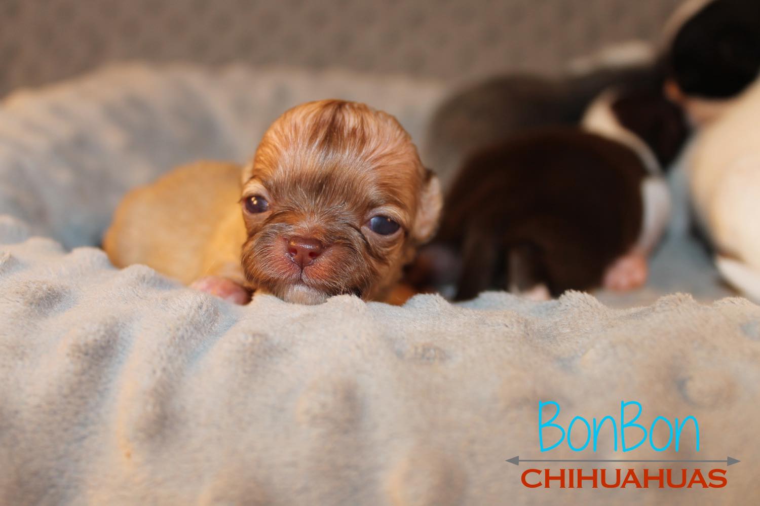 Chihuahua Puppy Training and Socialization – Opal Chihuahuas